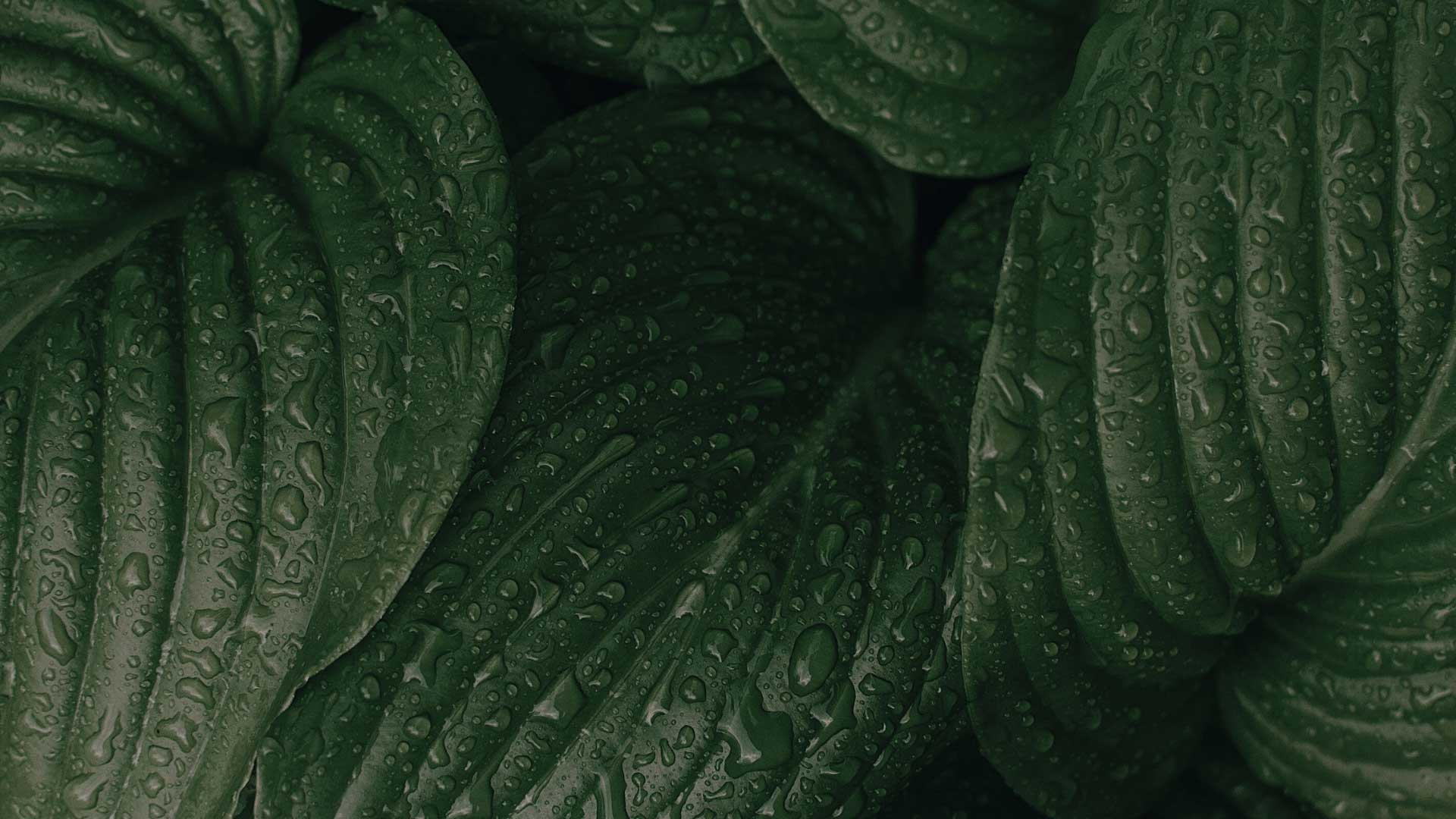 خانه - Emma Watch Group - Emma Watch Group